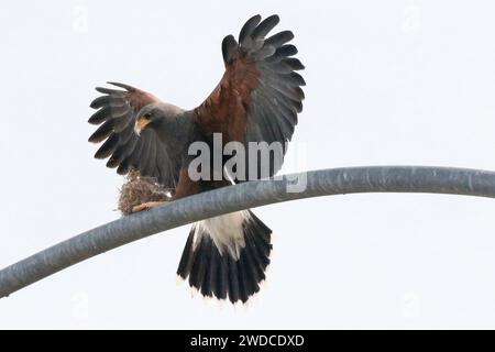 Harris' Hawk brings a nest to a light pole Stock Photo - Alamy