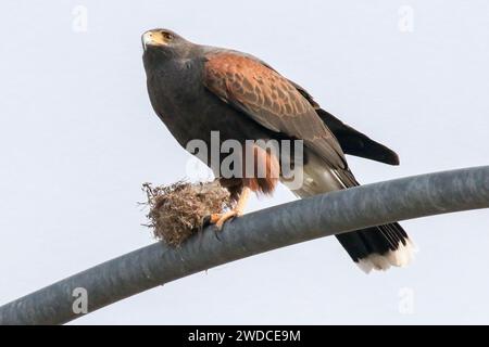 Harris' Hawk brings a nest to a light pole Stock Photo - Alamy