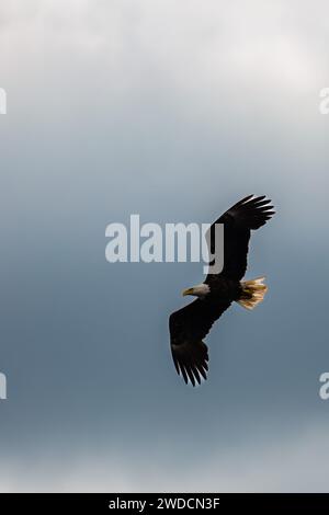Four and a half year old bald eagle (Haliaeetus leucocephalus) soaring in a blue and white sky ...