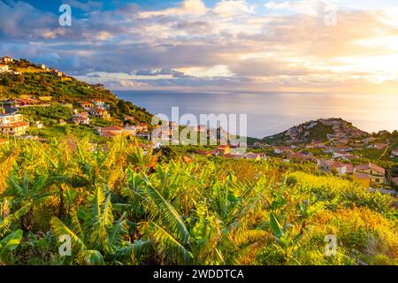 Taditional Madeiran houses in Funchal behind a banana plantation and ...
