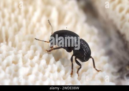 Talpella mauritiana, tiny beetle in the family Anthribidae. An endemic ...