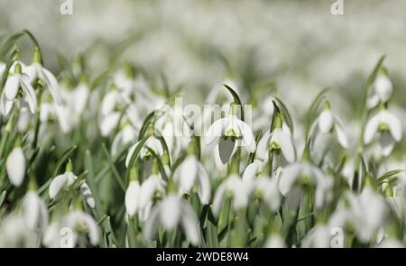 Snowdrops Galanthus nivalus, flowering on bankside in woodland, Co ...
