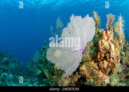 Belize, Purple Sea Fan (Gorgonia ventalina Stock Photo - Alamy