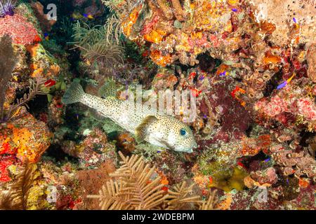 Belize, Porcupine (Puffer) Fish in Belize Barrier Reef (Diodon ...