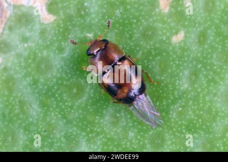 The sap beetle, also known as Nitidulidae. The insect was feeding in ...