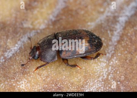The sap beetle, also known as Nitidulidae. The insect was feeding in ...