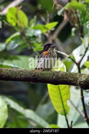 rufous-sided broadbill (Smithornis rufolateralis), perched on a branch ...