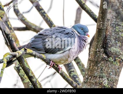 Roaming the scenic Irish countryside, the Common Wood Pigeon (Columba ...