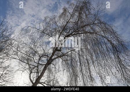 Birkenzweige im Winter Die filigranen Zweige einer Sandbirke im Winter ...