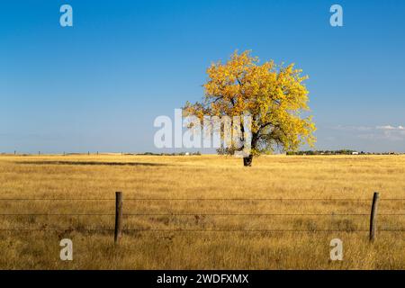 Lone tree in fall color in vast pasture. Near Ennis Montana Stock Photo ...