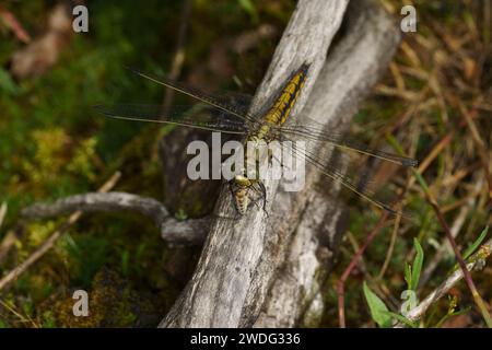 Libellula cancellata Genus Libellula Family Libellulidae Black-tiled ...