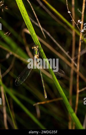 Lestes dryas Family Lestidae Genus Lestes Nothern emerald spreadwing ...