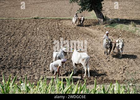 Two farmers using cattle and a wooden plough for traditional farming in ...