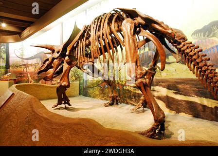 Dinosaur Display at the Boston Museum of Science Stock Photo - Alamy
