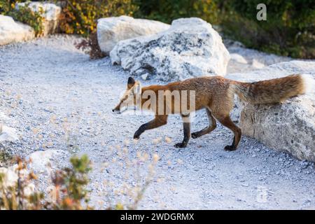 Adult red fox in Glacier National Park, Montana with St Mary lake in ...