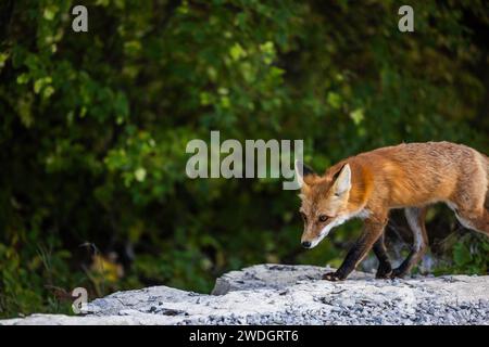 Adult red fox in Glacier National Park, Montana with St Mary lake in ...