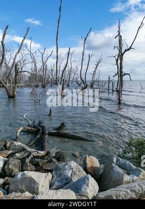wild foliage around the muddy mangroves swamp beach Stock Photo - Alamy