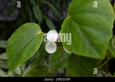 Begonia ampla - flowering Stock Photo - Alamy