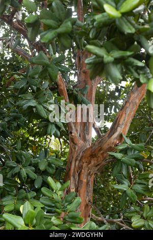 Pimenta racemosa - bay rum tree Stock Photo - Alamy