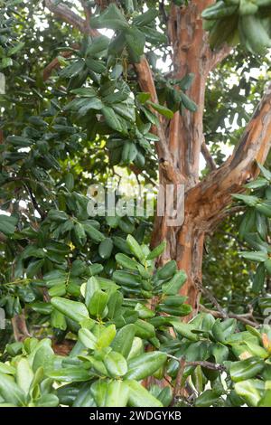 Pimenta racemosa - bay rum tree Stock Photo - Alamy