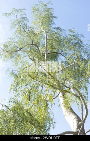 Moringa drouhardii - bottle tree Stock Photo - Alamy