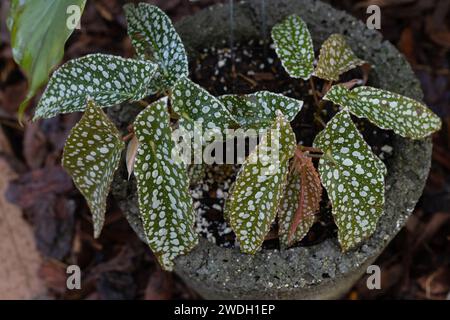 Begonia 'White Ice' in a container Stock Photo - Alamy