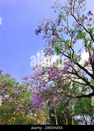 Jacaranda trees, Chapultepec Park, Mexico City, Mexico Stock Photo - Alamy