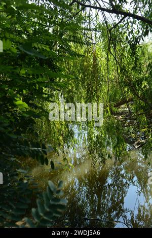 The bay of the river with green leaves of reeds under the branches and ...