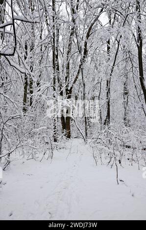 The snow has transformed the bleak forest landscape Stock Photo - Alamy
