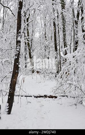 The snow has transformed the bleak forest landscape Stock Photo - Alamy