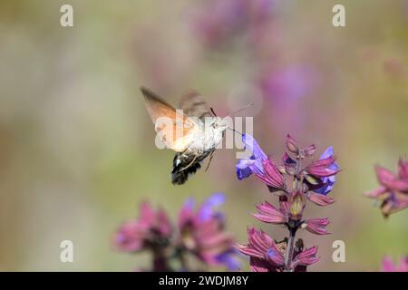 Hummingbird hawk-moth sucks nectar from tiny tubular flowers long ...