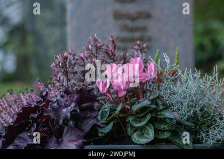 Typical german flower arrangement with Cyclamen on a grave Stock Photo ...