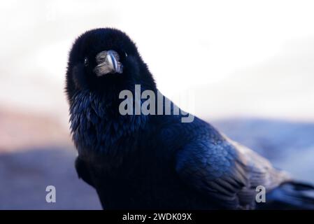 Feathered Detail: Raven's face in striking close-up. Off-center beak ...
