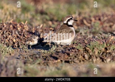 Madagascar Plover, Tsimanampetsotsa National Park, Madagascar, November ...