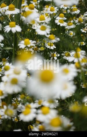 A selective focus of chamomile in a blurry background with green plants ...