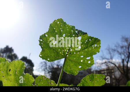 Closeup shot of damaged green plants in the garden with ice stones ...