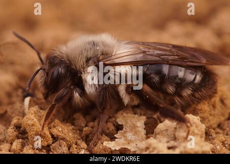 Natural closeup on a fluffy, female European grey-backed mining bee ...