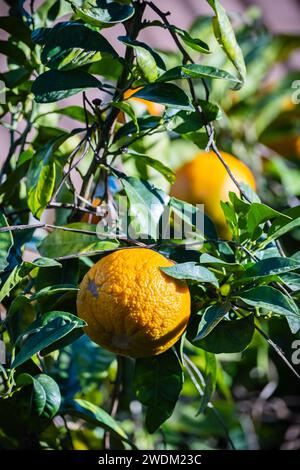 Sweet Small Orange Fruit with leaves Stock Photo - Alamy