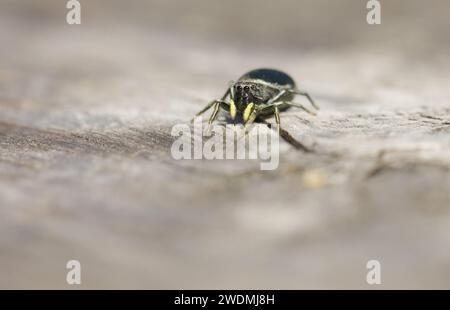 Jumping spider (Heliophanus dubius Stock Photo - Alamy