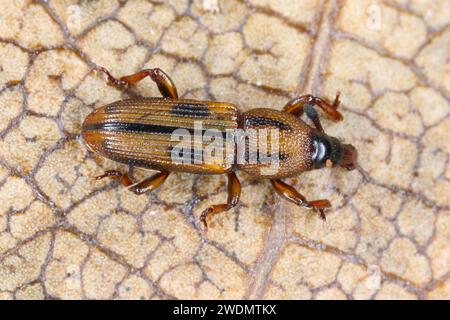 True Weevils (Curculionidae Stock Photo - Alamy