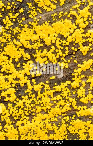 Lemon Disco (bisporella citrina), close up of a mass of the tiny yellow ...