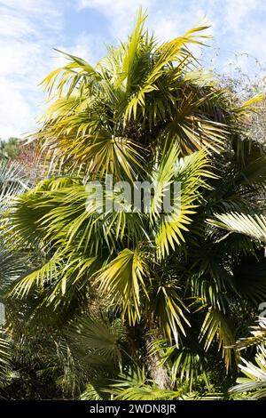 Zombia antillarum - zombie palm Stock Photo - Alamy