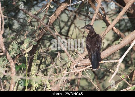 Jacobin cuckoo (Clamator jacobinus), sometimes known as the black-and ...