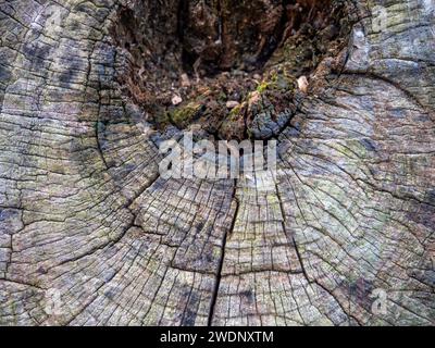 Old cut of a tree. A thick tree branch cut down long ago. The place ...