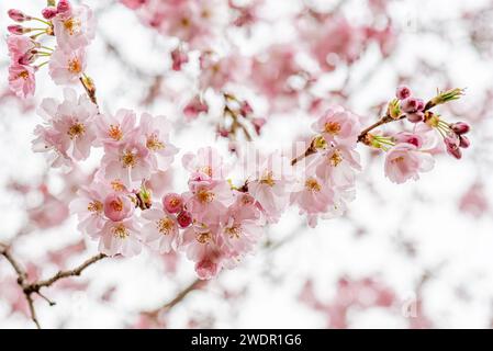 sakura blossom wallpaper spring time Stock Photo - Alamy