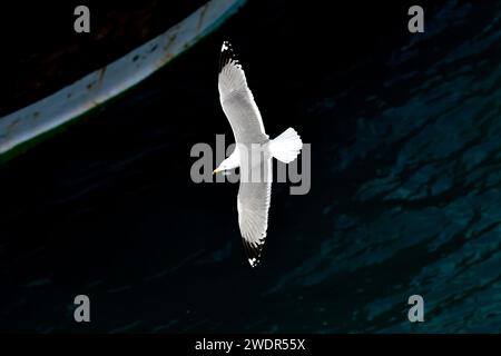 Armenian Gull, Larus armenicus, Laridae, adult, in flight, bird, animal ...