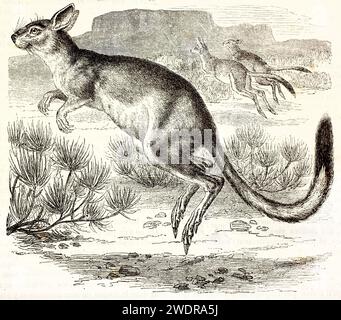 South African springhare, Pedetes capensis, springhaas, illustration ...