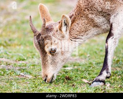 Mountain goat eating in Ruidera Stock Photo - Alamy