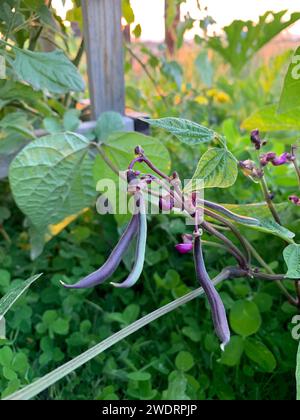 Fresh organic, homegrown purple bean plant growing in the garden Stock ...