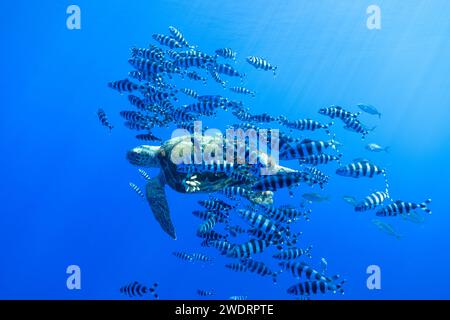 A sea turtle swims underwater with its pilot fish Stock Photo - Alamy